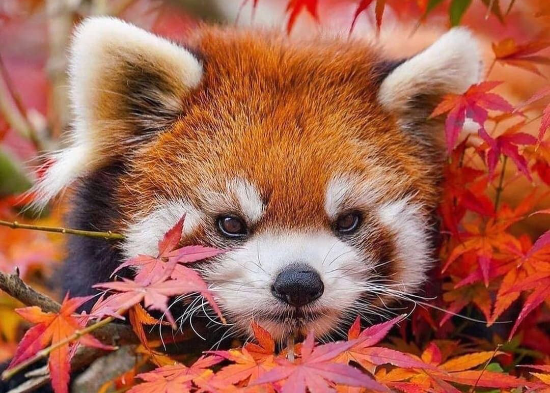 These Are Our Best Animal Photos of 2021 | Discover Earth